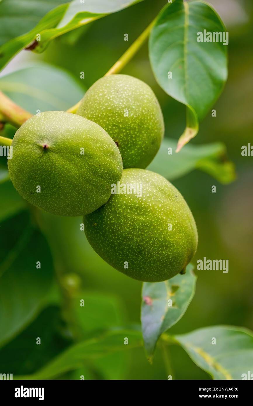 Walnuts. The large nuts on the branch of the tree ripen Stock Photo - Alamy