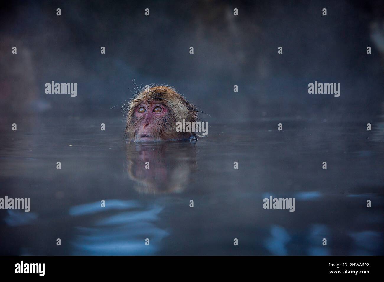 Monkey in a natural onsen (hot spring), located in Jigokudani Monkey ...