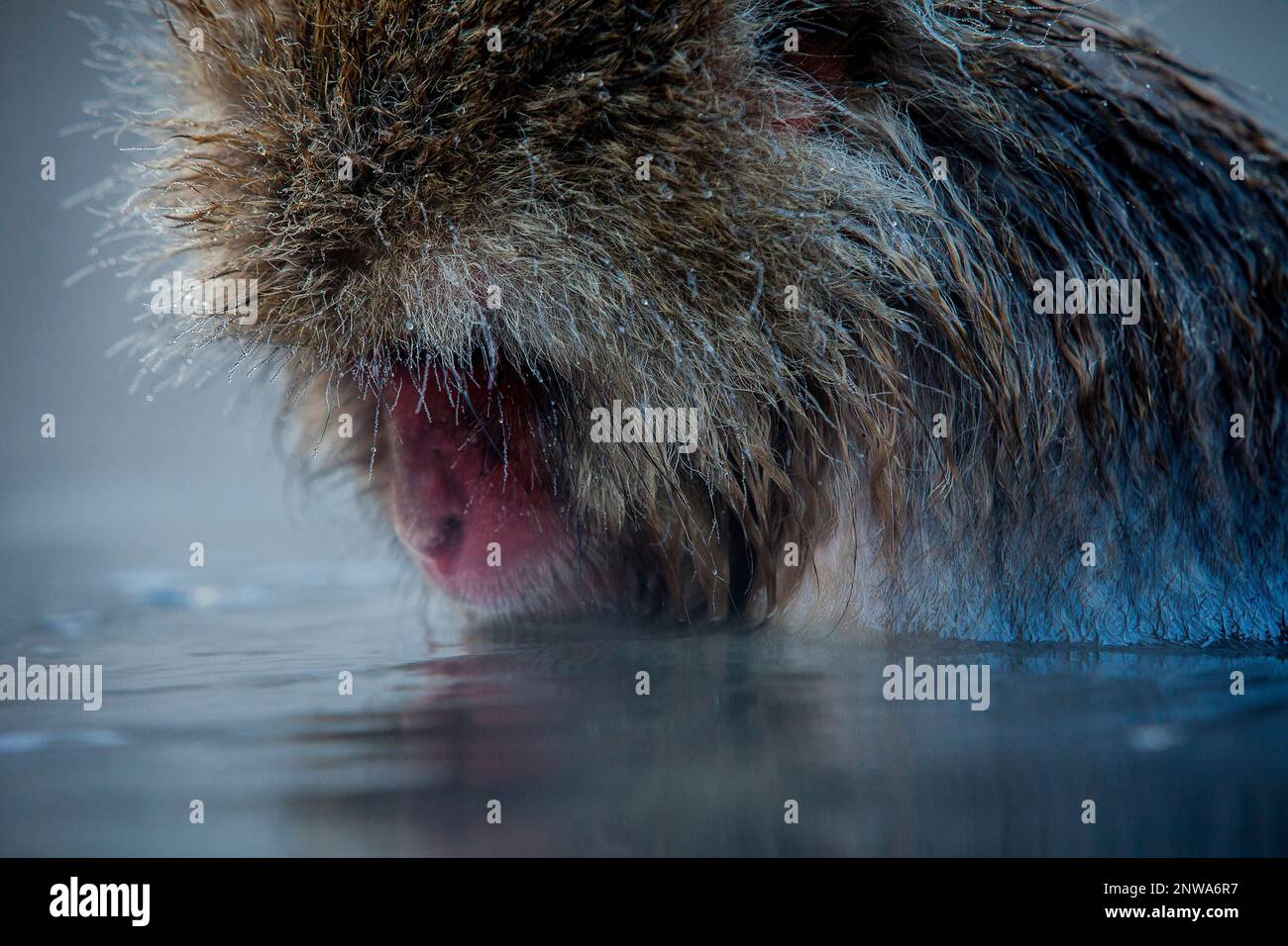Monkey in a natural onsen (hot spring), located in Jigokudani Monkey ...