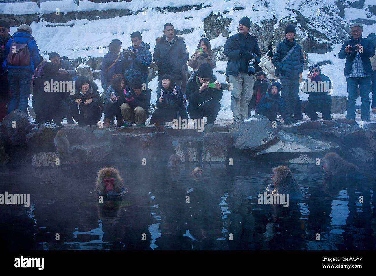 Monkeys in a natural onsen (hot spring), located in Jigokudani Monkey ...
