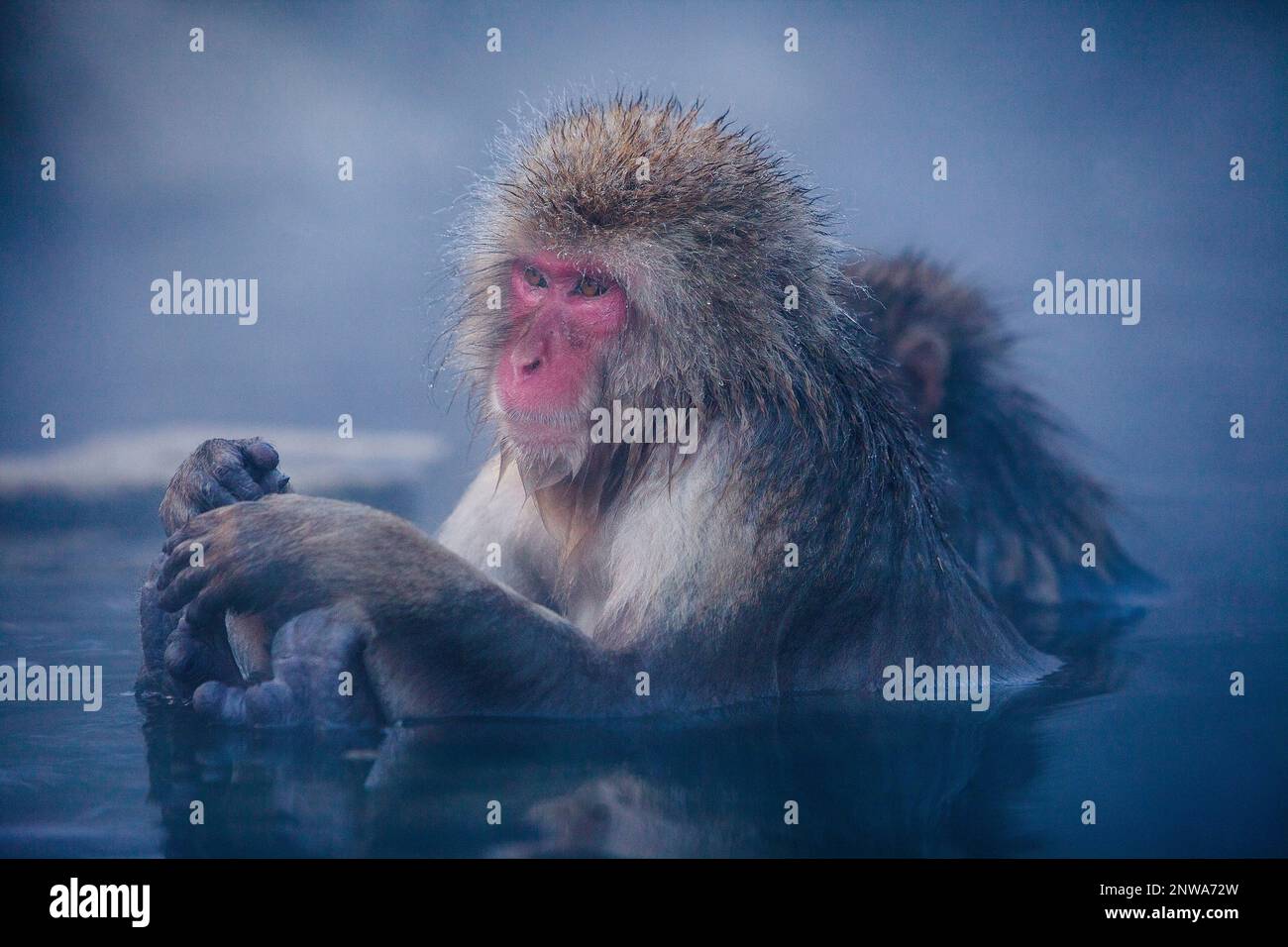 Monkeys in a natural onsen (hot spring), located in Jigokudani Monkey ...