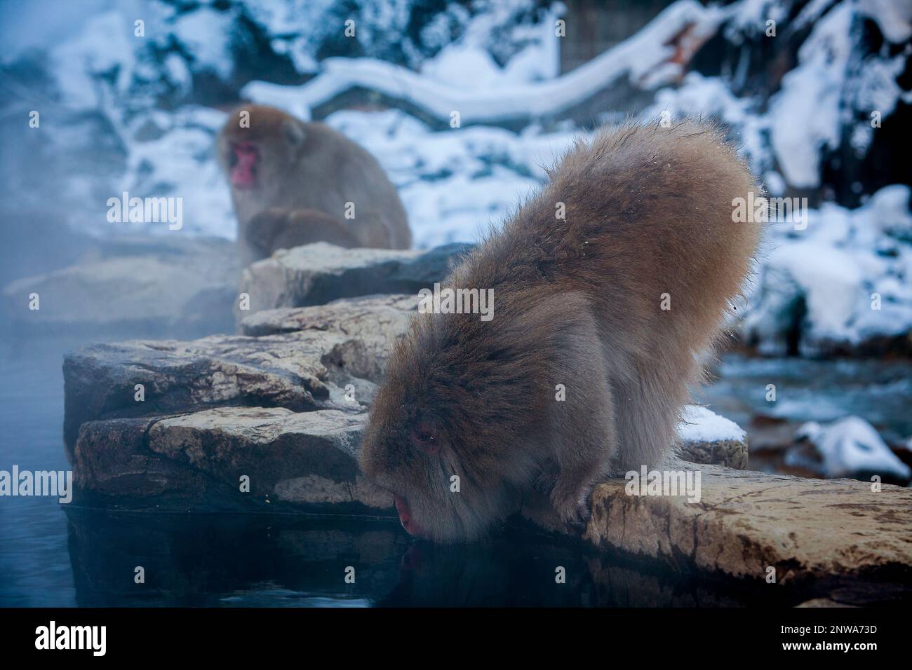 Monkeys in a natural onsen (hot spring), located in Jigokudani Monkey ...