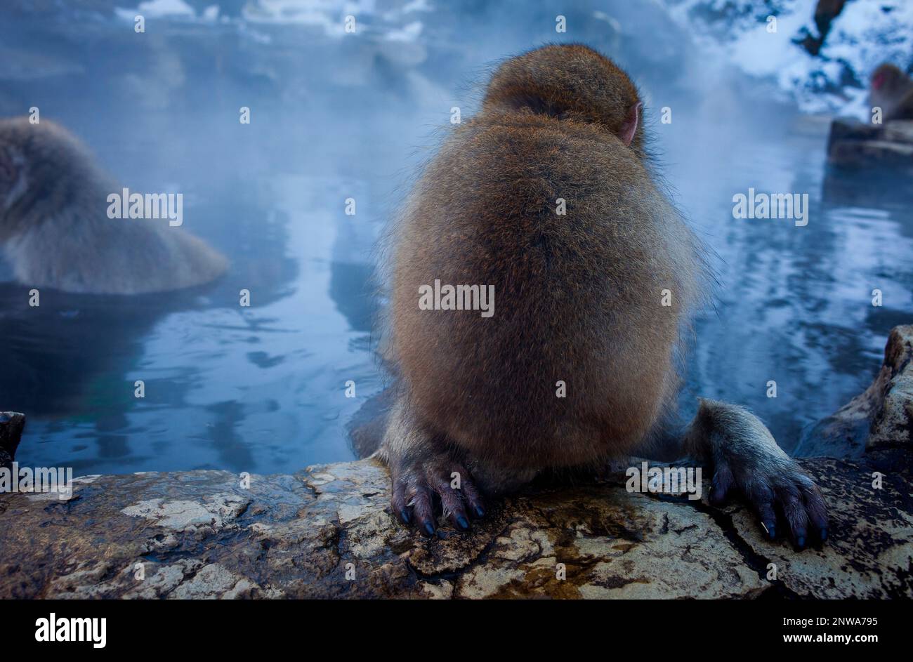 Monkeys in a natural onsen (hot spring), located in Jigokudani Monkey ...