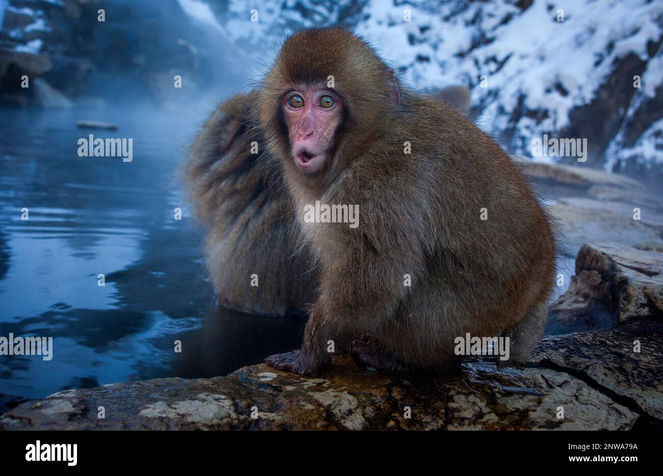Monkeys in a natural onsen (hot spring), located in Jigokudani Monkey ...