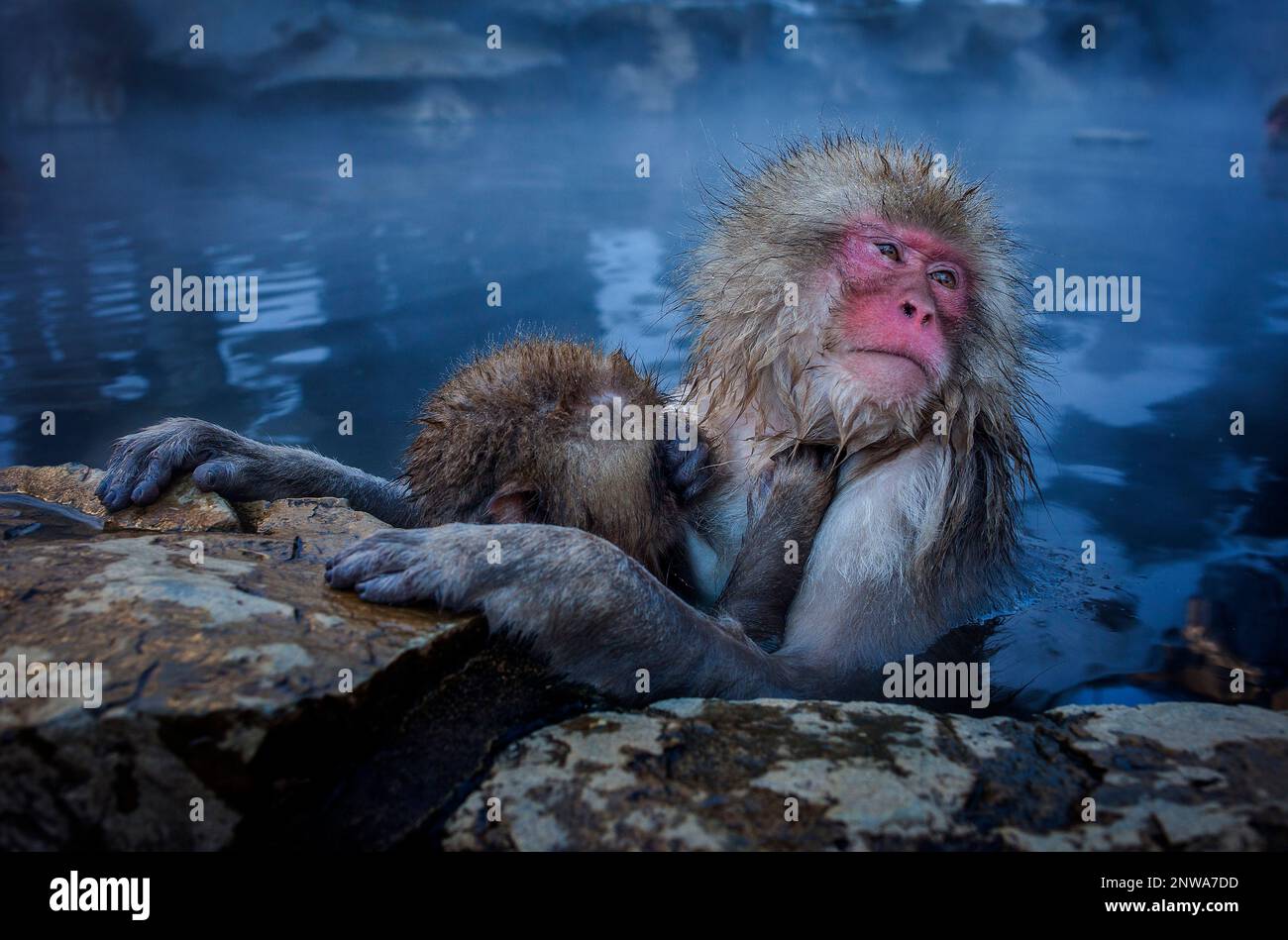 Monkeys in a natural onsen (hot spring), located in Jigokudani Monkey ...