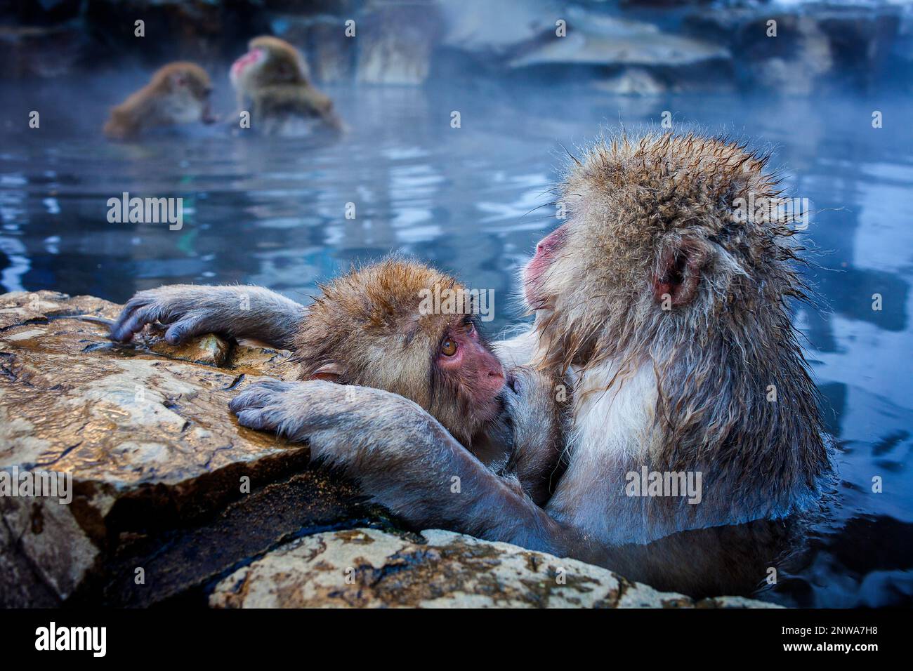 Monkeys in a natural onsen (hot spring), located in Jigokudani Monkey ...