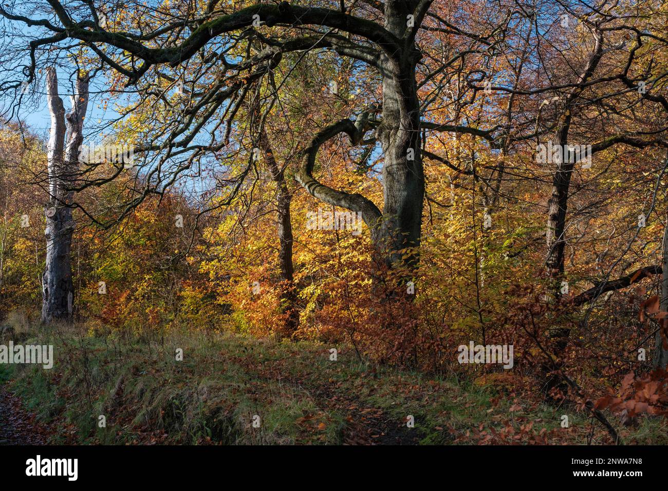 English countryside path through ancient woodland a deciduous beech ...