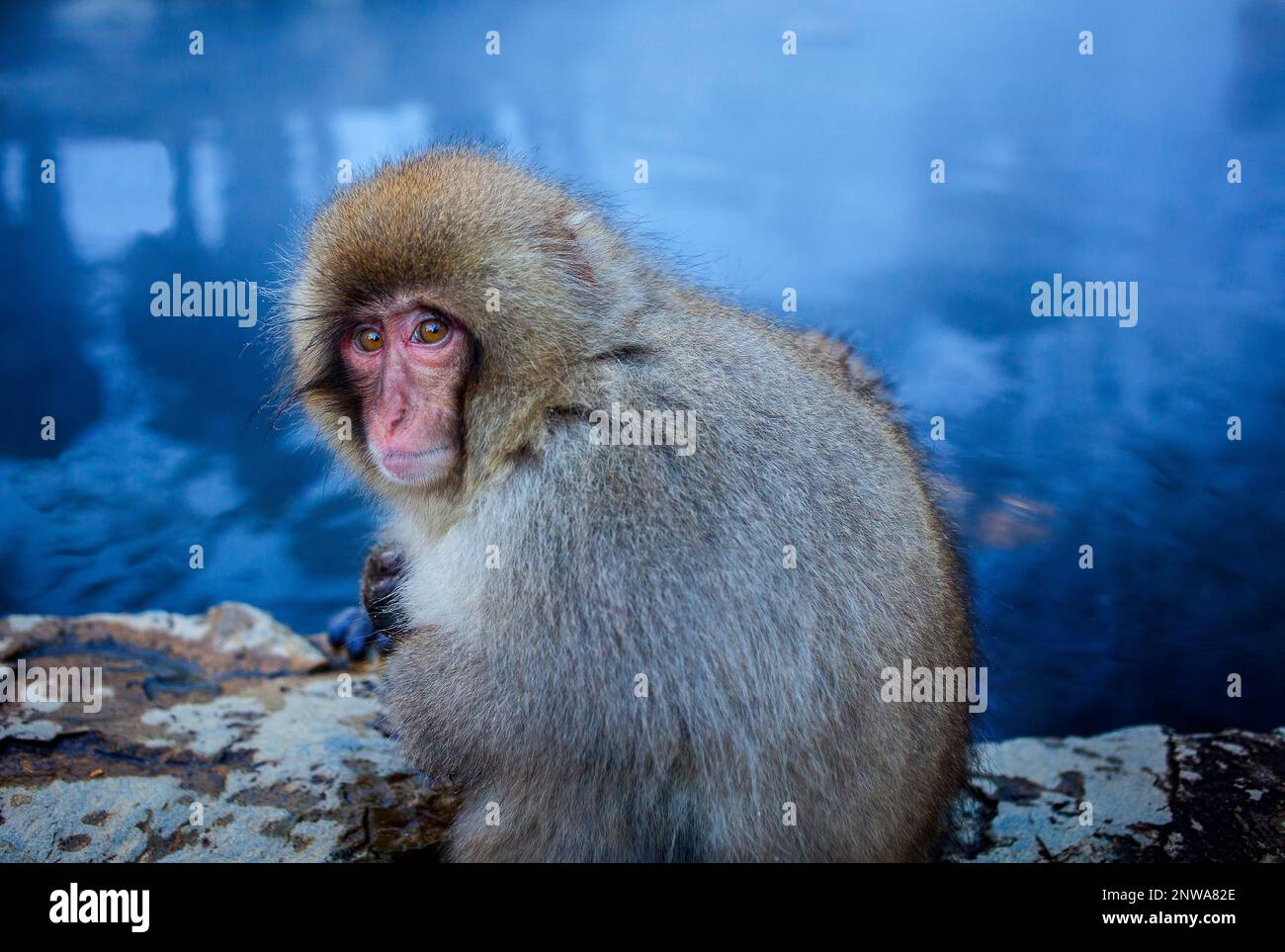 Monkey in a natural onsen (hot spring), located in Jigokudani Monkey ...