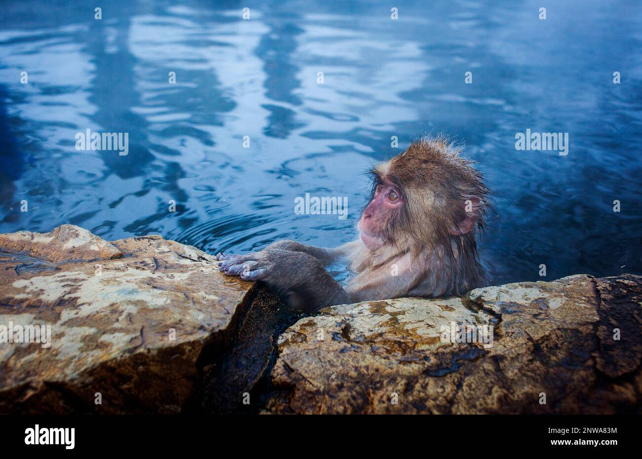 Monkey in a natural onsen (hot spring), located in Jigokudani Monkey ...