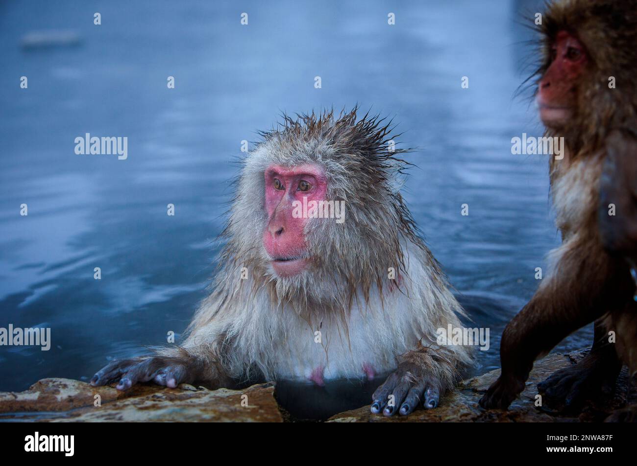 Monkeys in a natural onsen (hot spring), located in Jigokudani Monkey ...