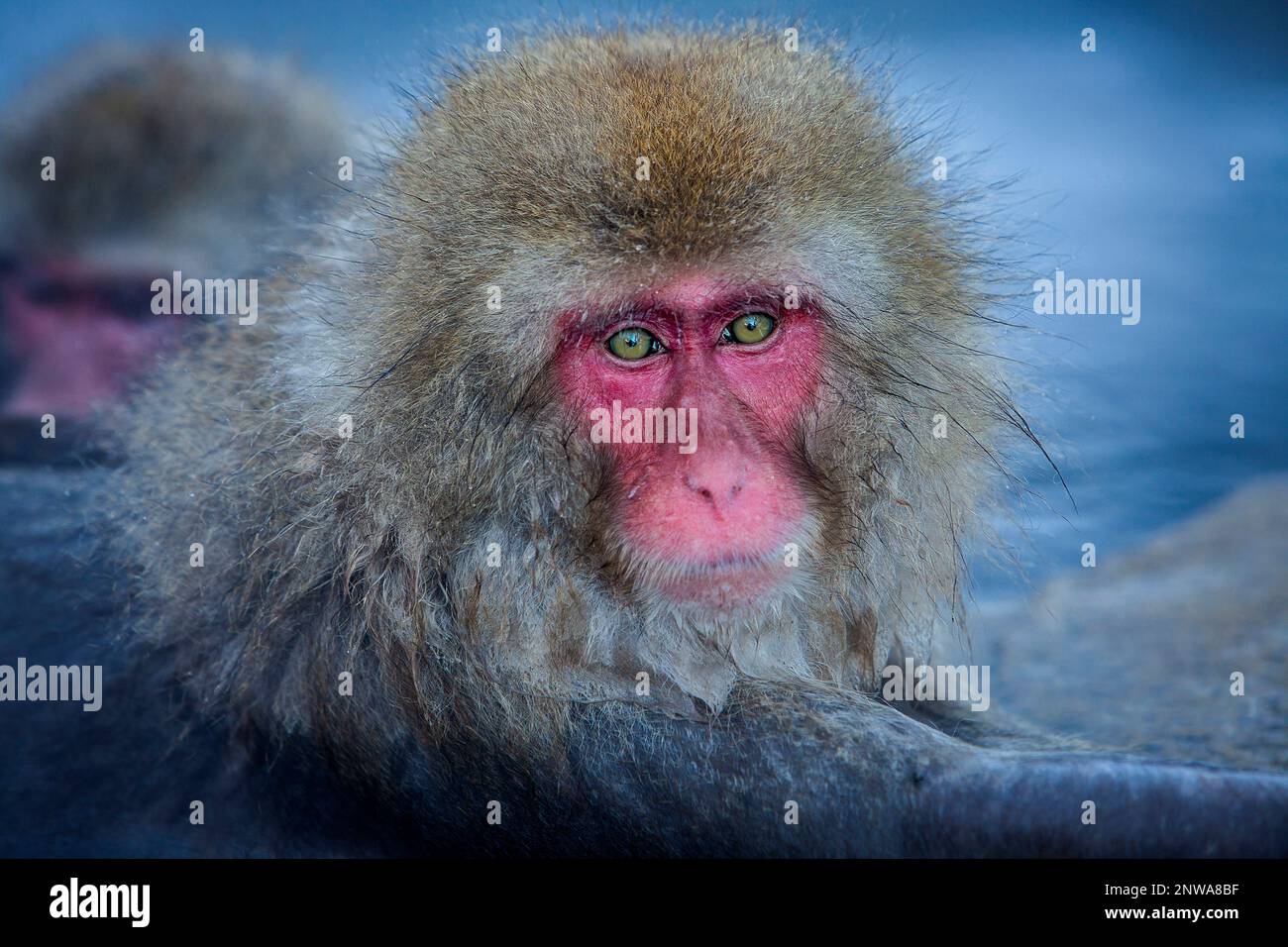 Monkeys in a natural onsen (hot spring), located in Jigokudani Monkey ...