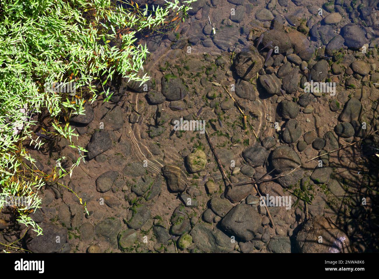 Shoal of freshwater fish near the water surface of the Saint-Denis ...