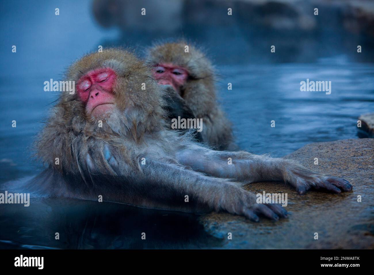 Monkeys in a natural onsen (hot spring), located in Jigokudani Monkey ...