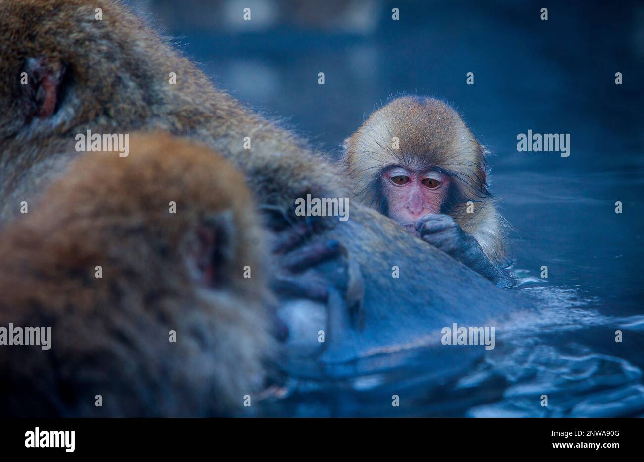 Monkeys in a natural onsen (hot spring), located in Jigokudani Monkey ...