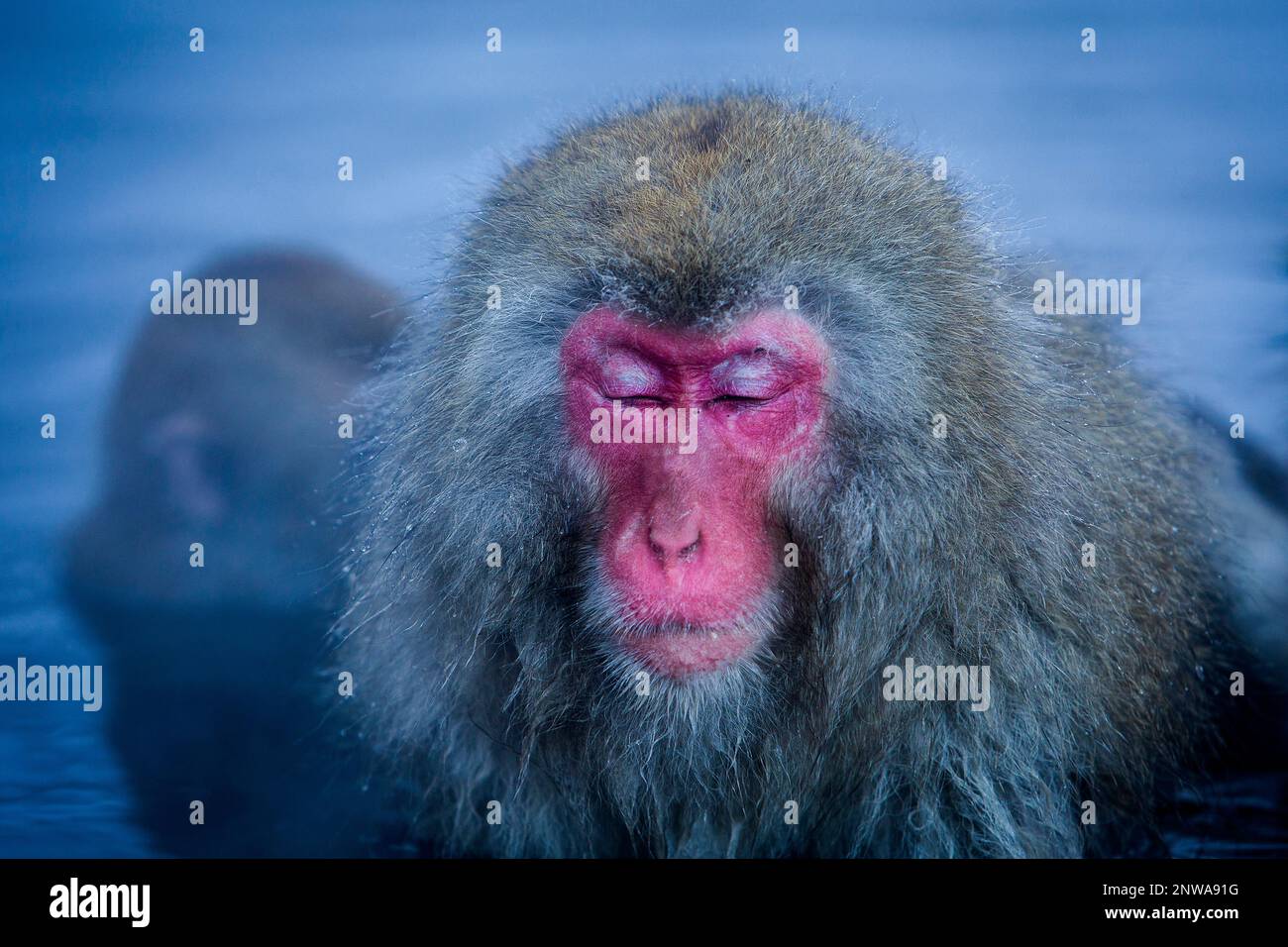 Monkeys in a natural onsen (hot spring), located in Jigokudani Monkey ...