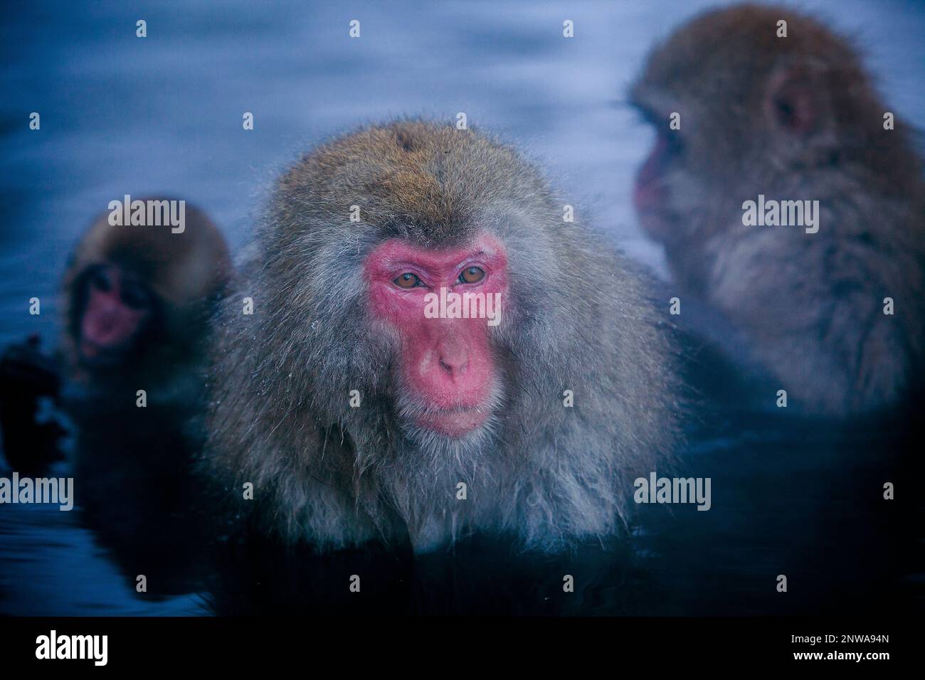 Monkeys in a natural onsen (hot spring), located in Jigokudani Monkey ...