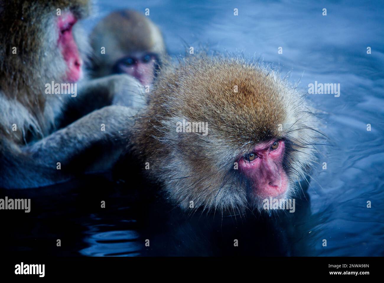 Monkeys in a natural onsen (hot spring), located in Jigokudani Monkey ...