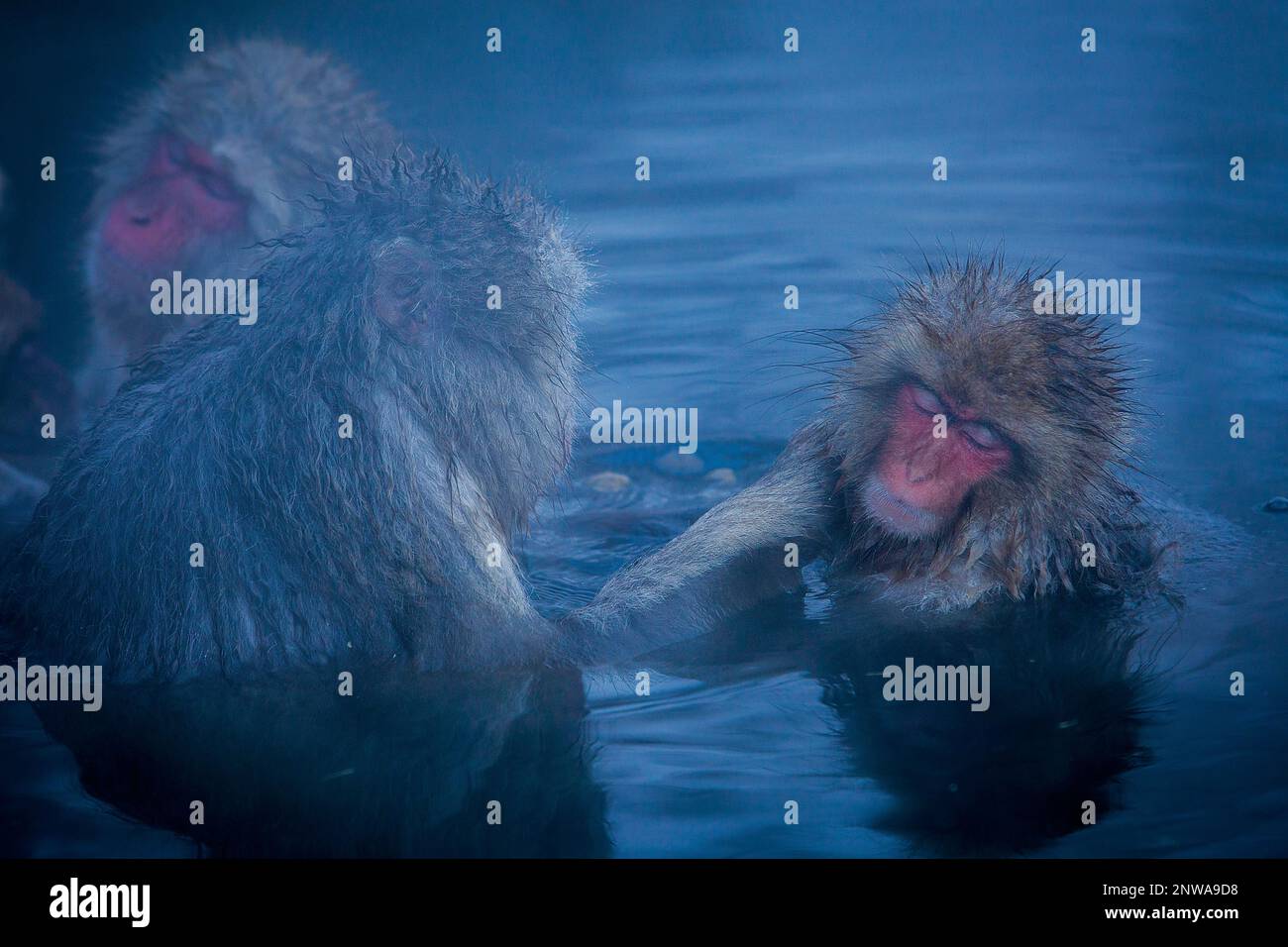 Monkeys in a natural onsen (hot spring), located in Jigokudani Monkey ...