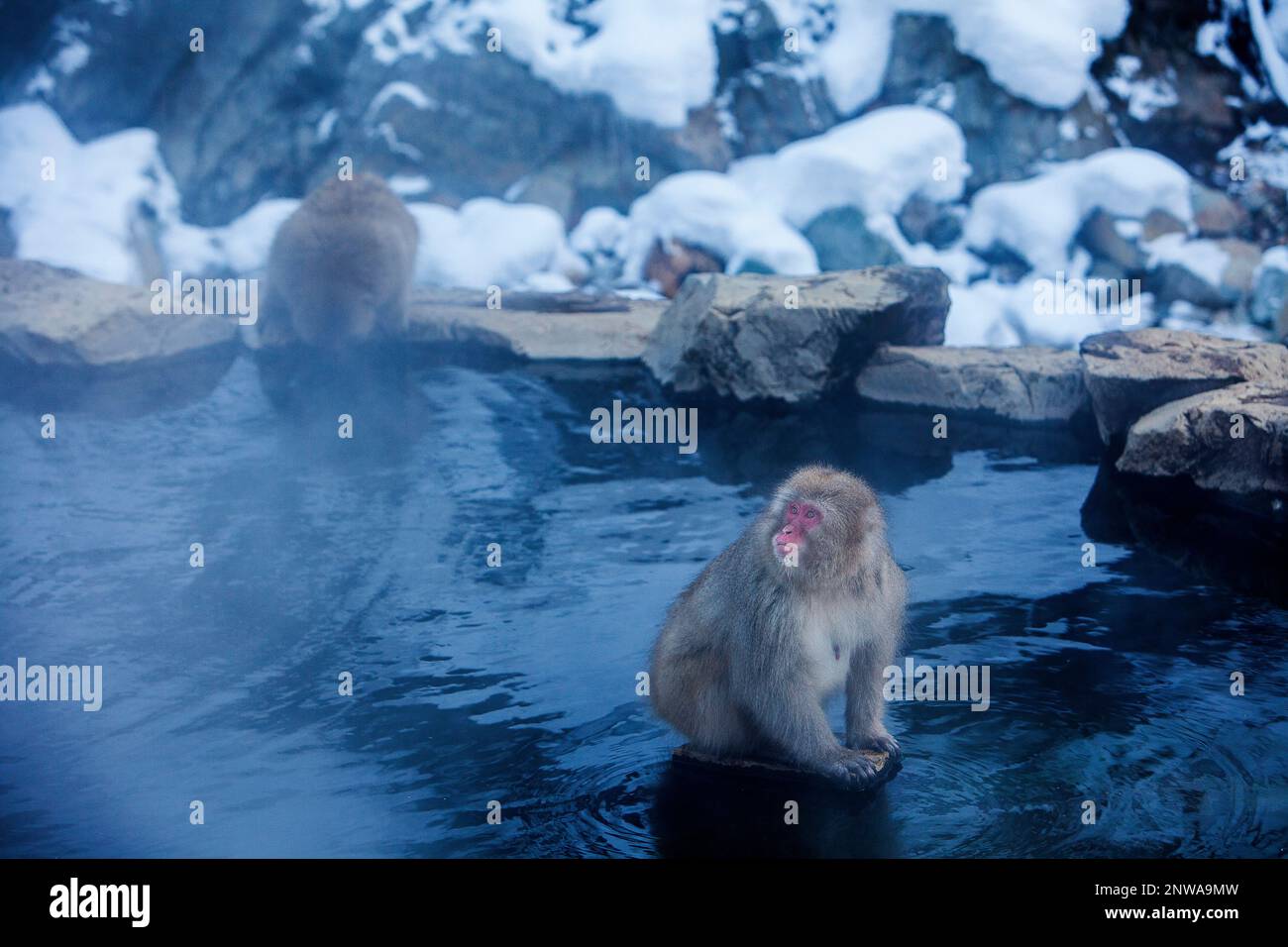 Monkeys in a natural onsen (hot spring), located in Jigokudani Monkey ...