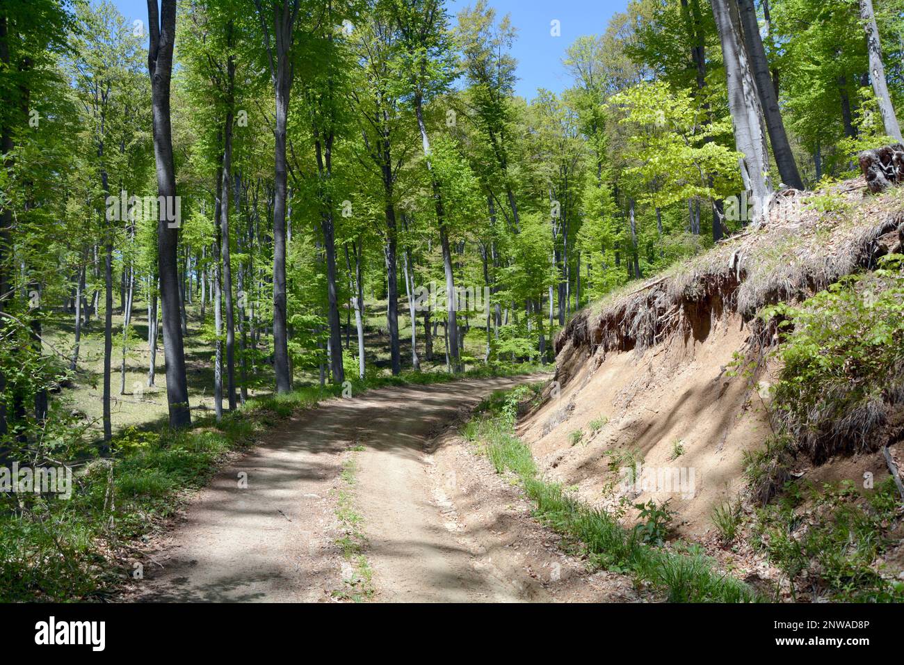 The forest near the village of Rosovets in Sarnena Sredna Gora Mountain ...