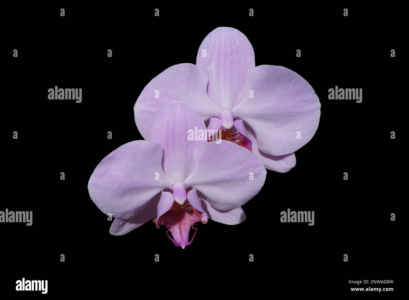 Very pale violet flowers hi-res stock photography and images - Alamy