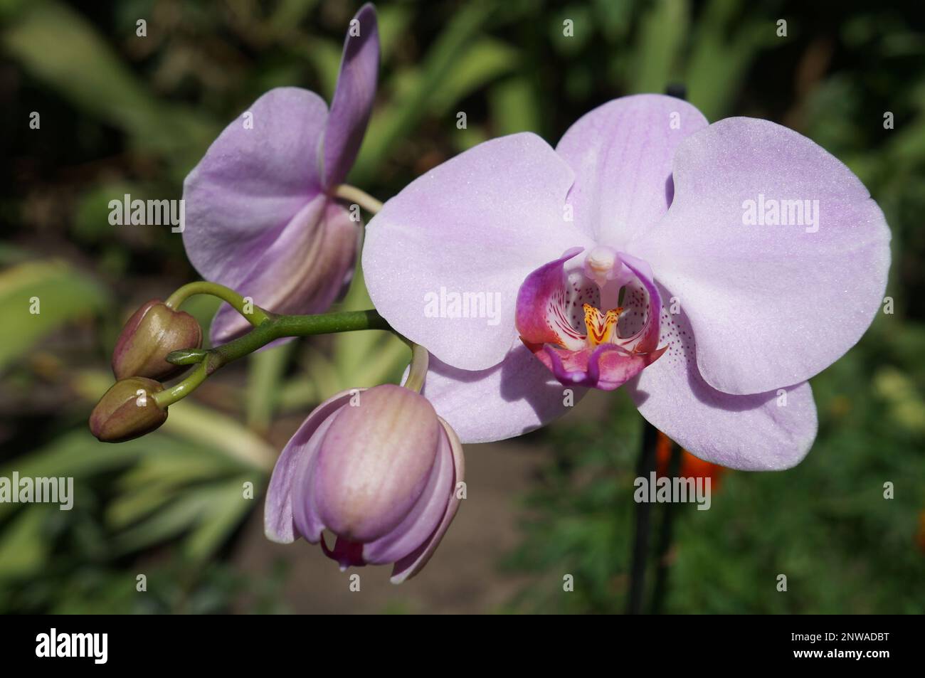 Orchidee phalaenopsis 'Mosella' pale violet flowers and buds Stock ...