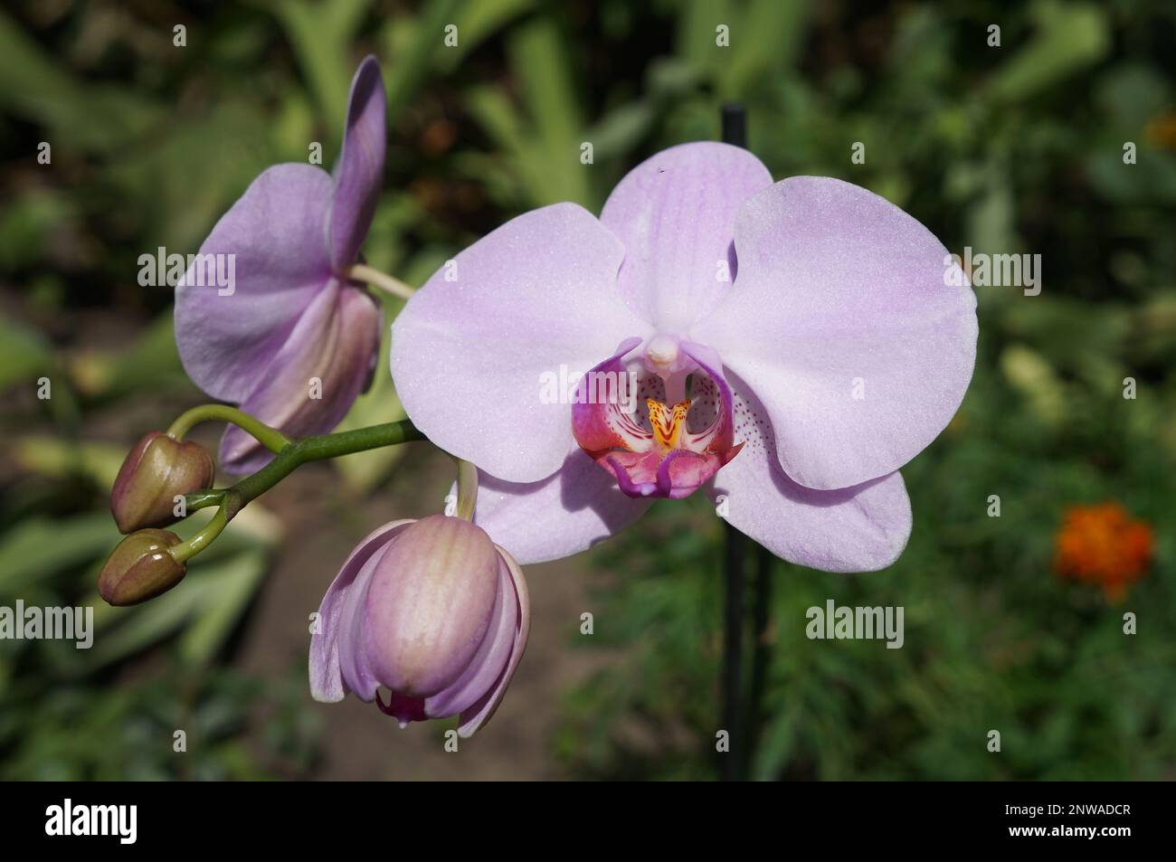 Very pale violet flowers hi-res stock photography and images - Alamy