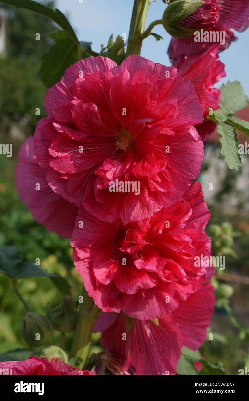Alcea rose red flowers Stock Photo - Alamy