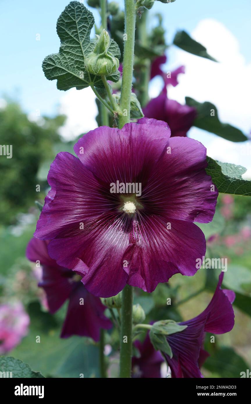 Alcea rosea purple flowers and buds Stock Photo - Alamy