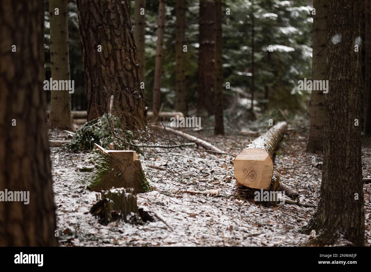 A log lying on the ground in a winter wonderland, covered in snow Stock ...