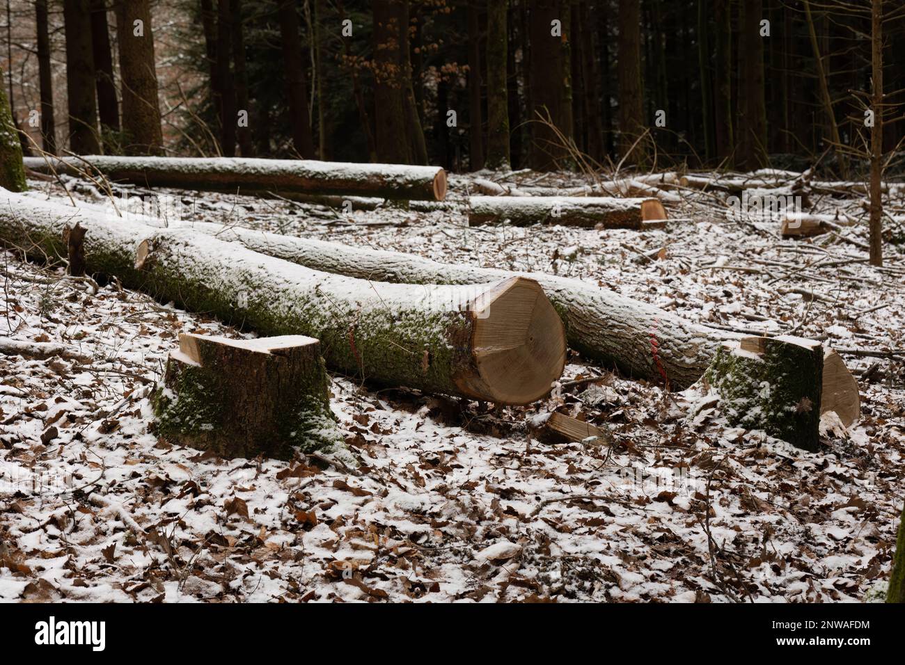 Featuring multiple branches hi-res stock photography and images - Alamy