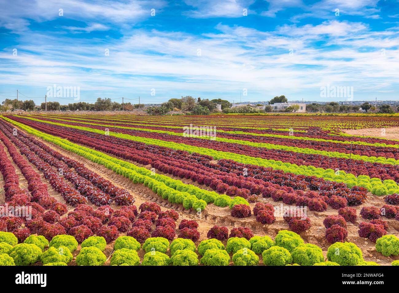 Growing salad lettuce on field in Puglia region. Agricultural industry ...