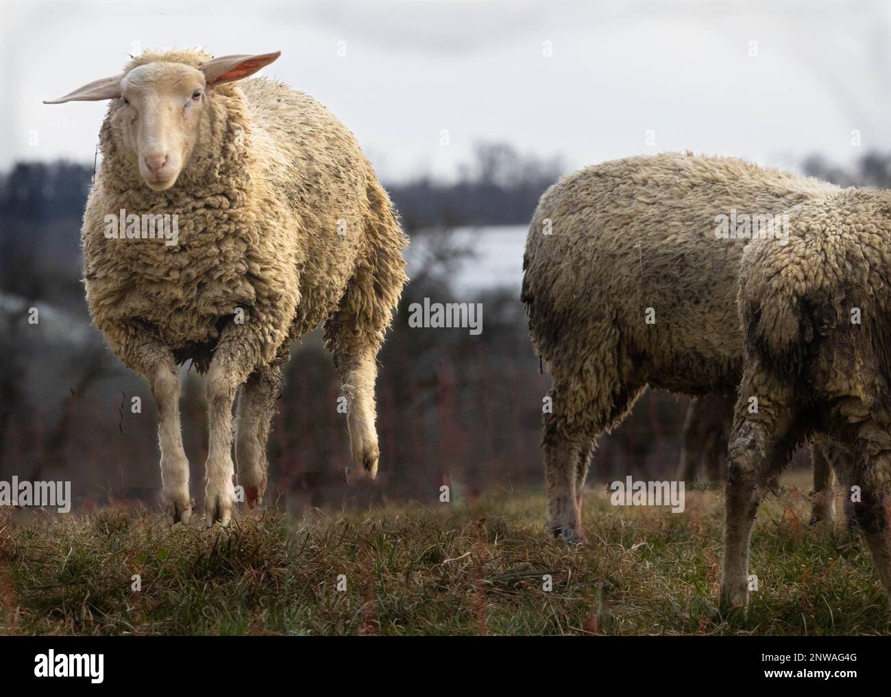 The white sheep standing in a picturesque grassy field surrounded by ...
