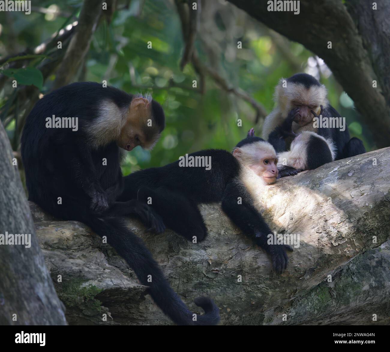 The three capuchin monkeys hanging out in a tree together looking down ...