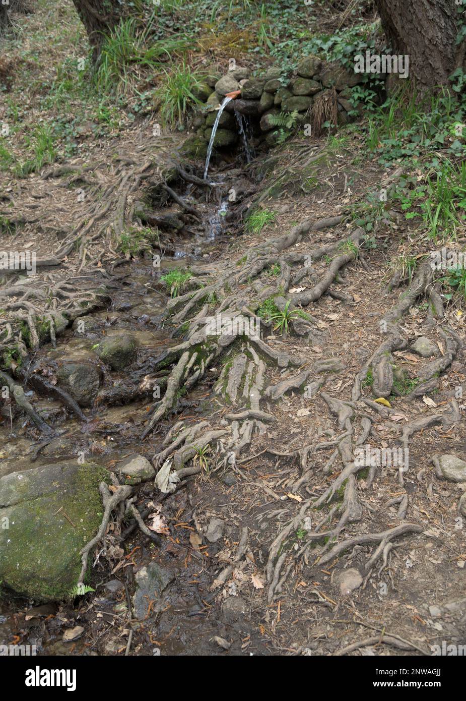 Aerial roots of tree in the soil next to water source wet area ...