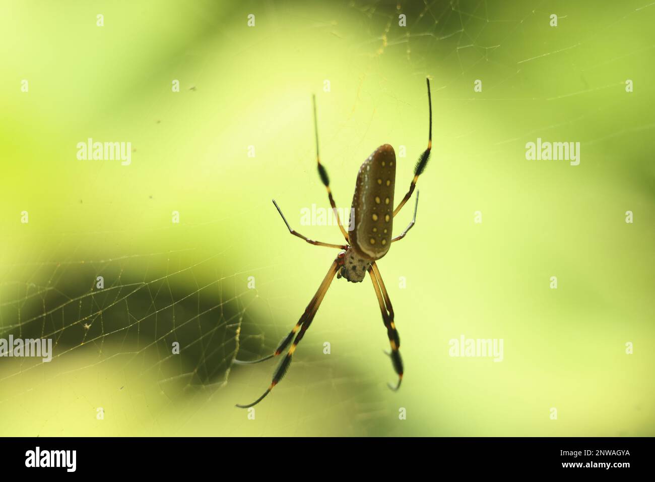 A poison spider in a spiders web with its tail hanging down Stock Photo ...