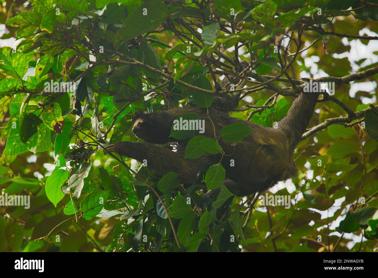 A large brown sloth hanging from a branch of a tree in a natural ...
