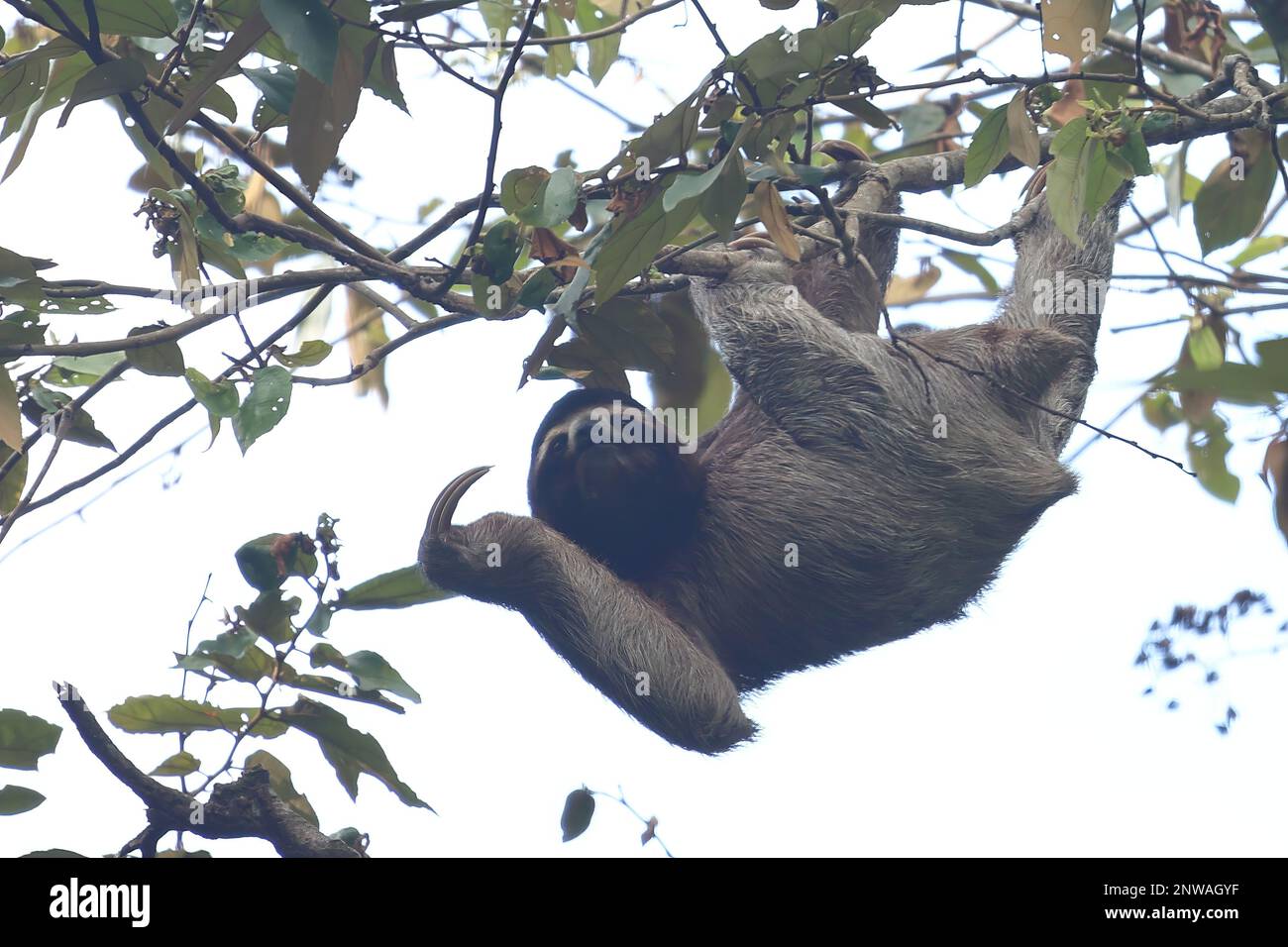 A large brown sloth hanging from a branch of a tree in a natural ...