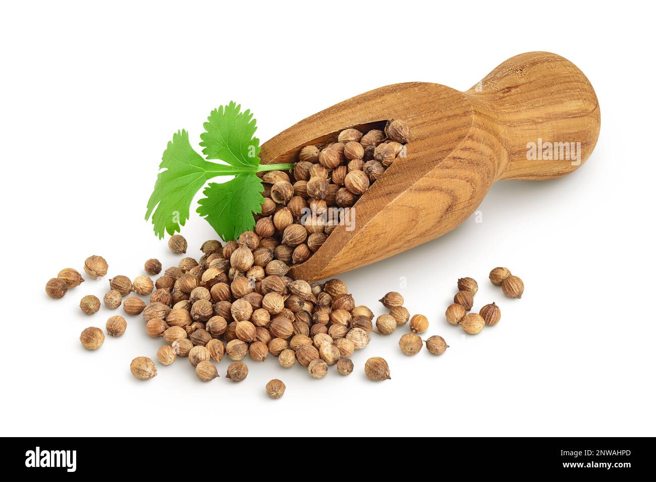 Dried coriander seeds in the wooden scoop with fresh green leaf isolated on white background ...