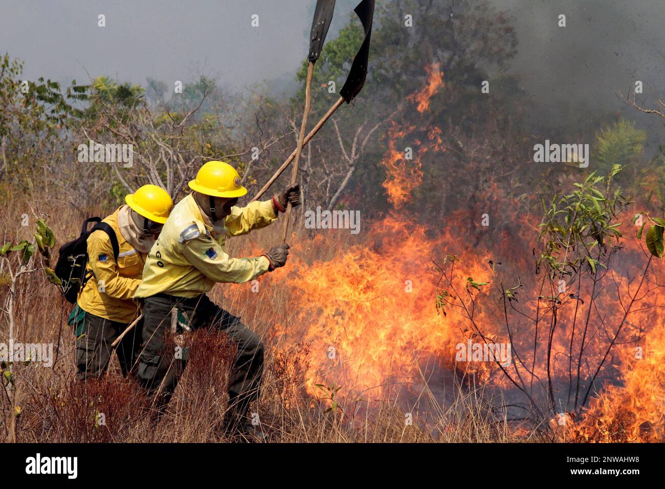 In this Aug. 25, 2016 photo released by Ibama, the Brazilian ...