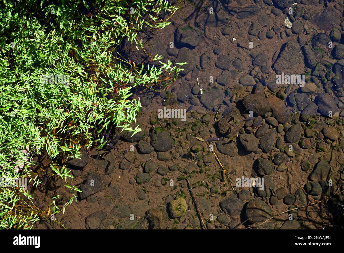 Shoal of freshwater fish near the water surface of the Saint-Denis ...