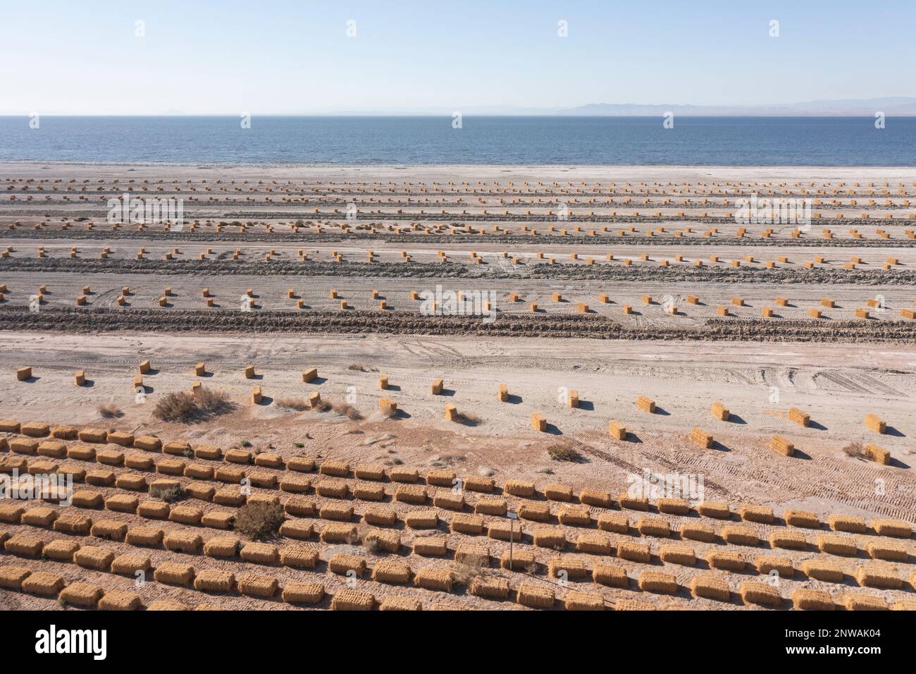 Restoration projects using straw bales aim to stem the decline of ... Restoration projects using straw bales aim to stem the decline of ...