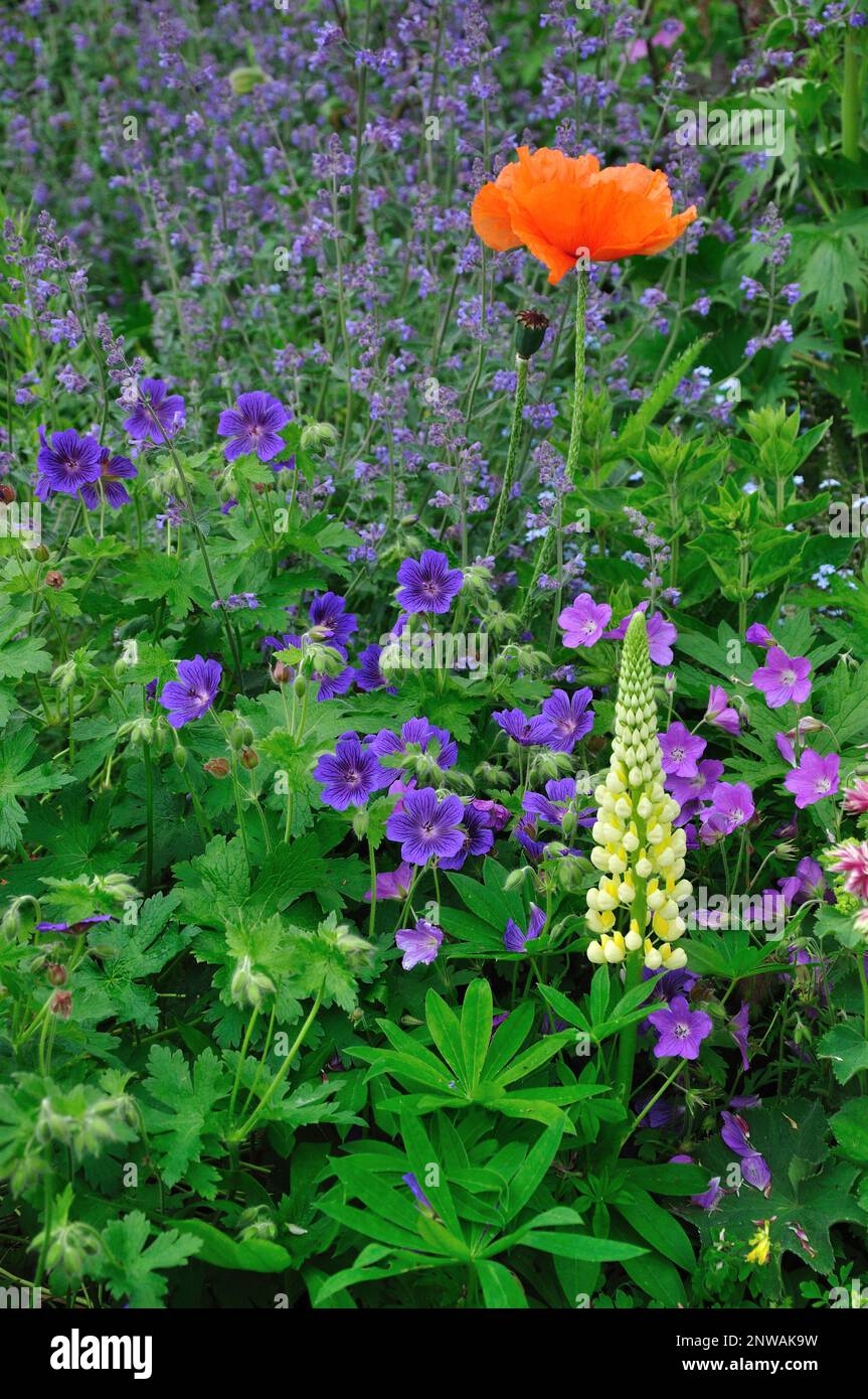 Portrait of perennial flower border with lupin, poppy and geranium ...