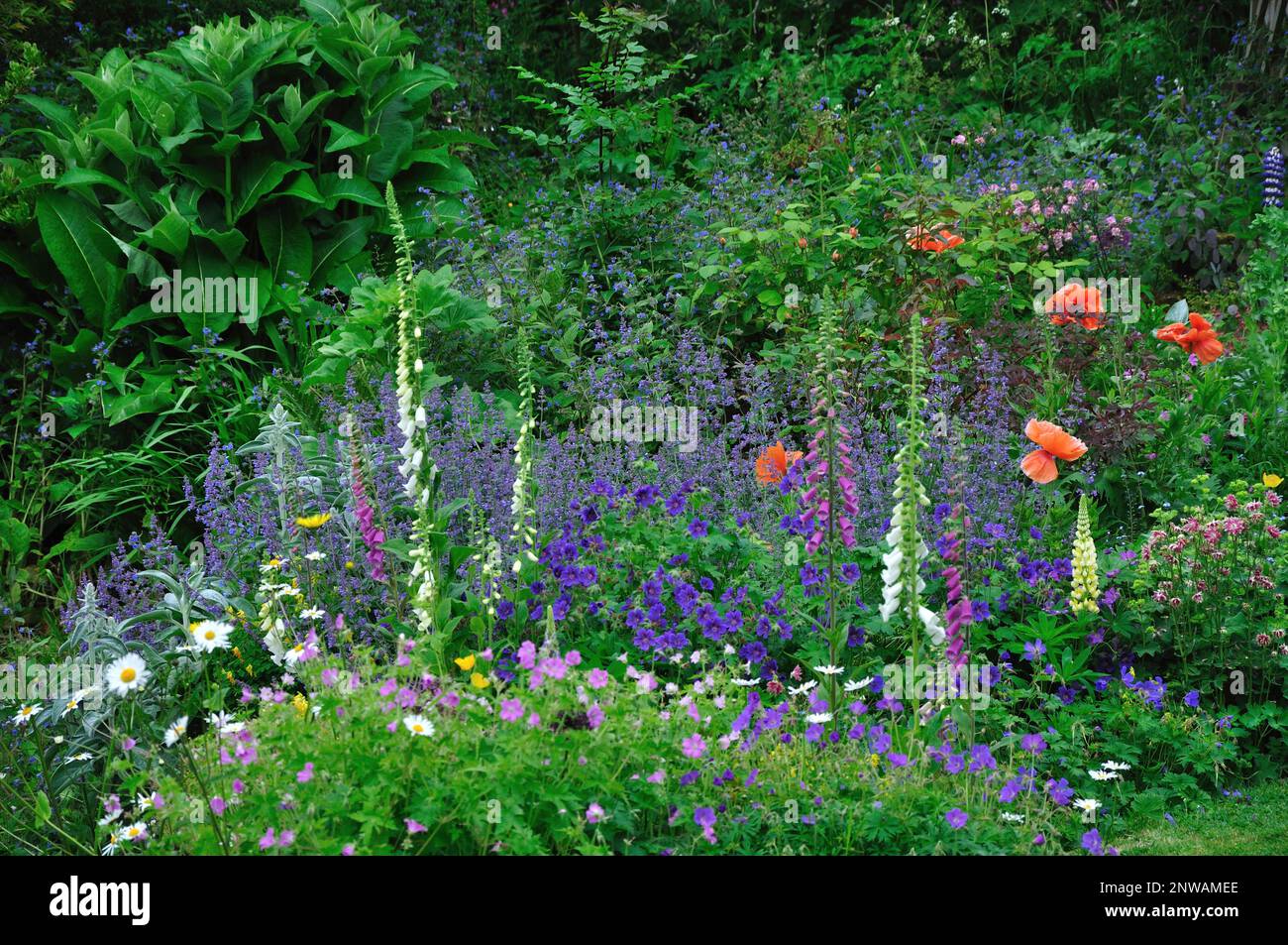 Cottage garden flower bed with geraniums, lupin; foxgloves; poppy and ...