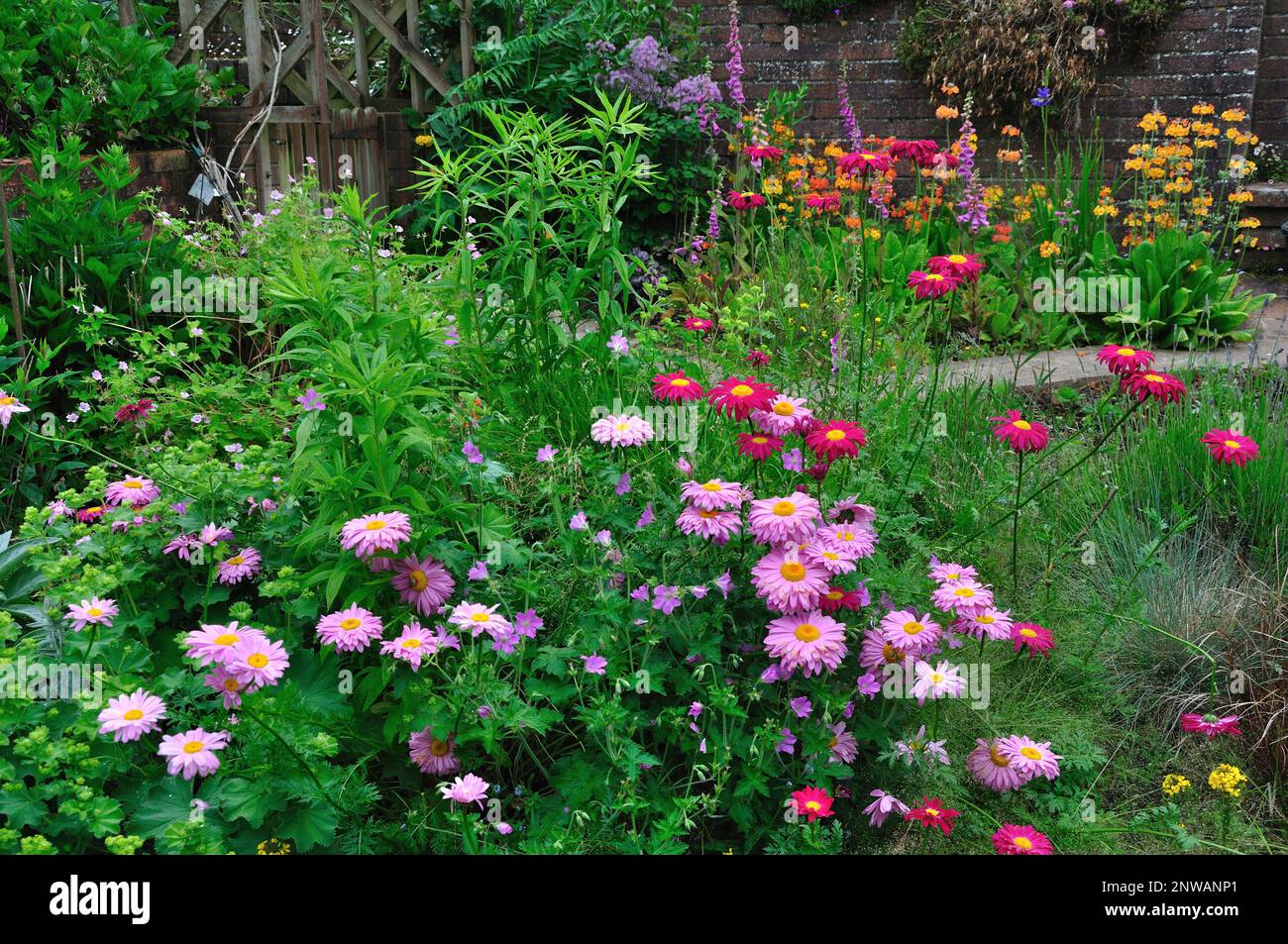 Cottage garden flower bed with gerbera; geraniums, primula; golden rod ...