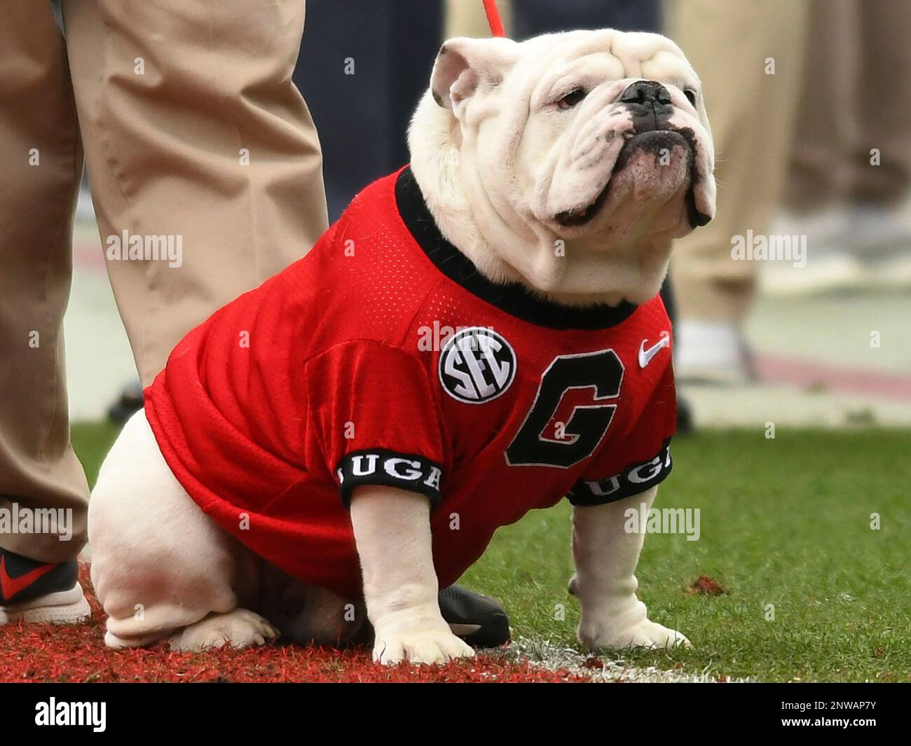ATHENS, GA - NOVEMBER 24: UGA Mascot UGA X on the sidelines during the ...