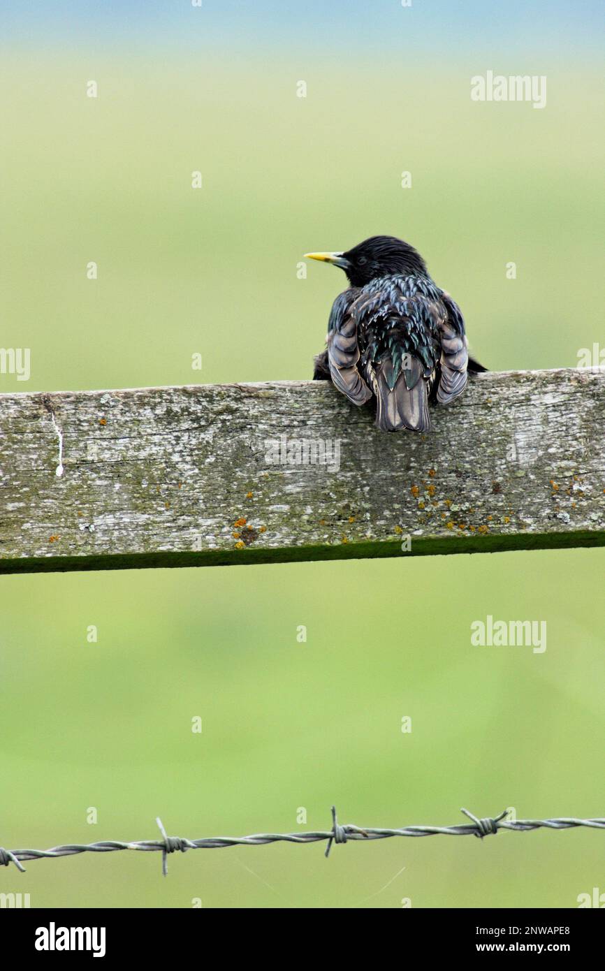 The common starling (Sturnus vulgaris), also known as the European ...