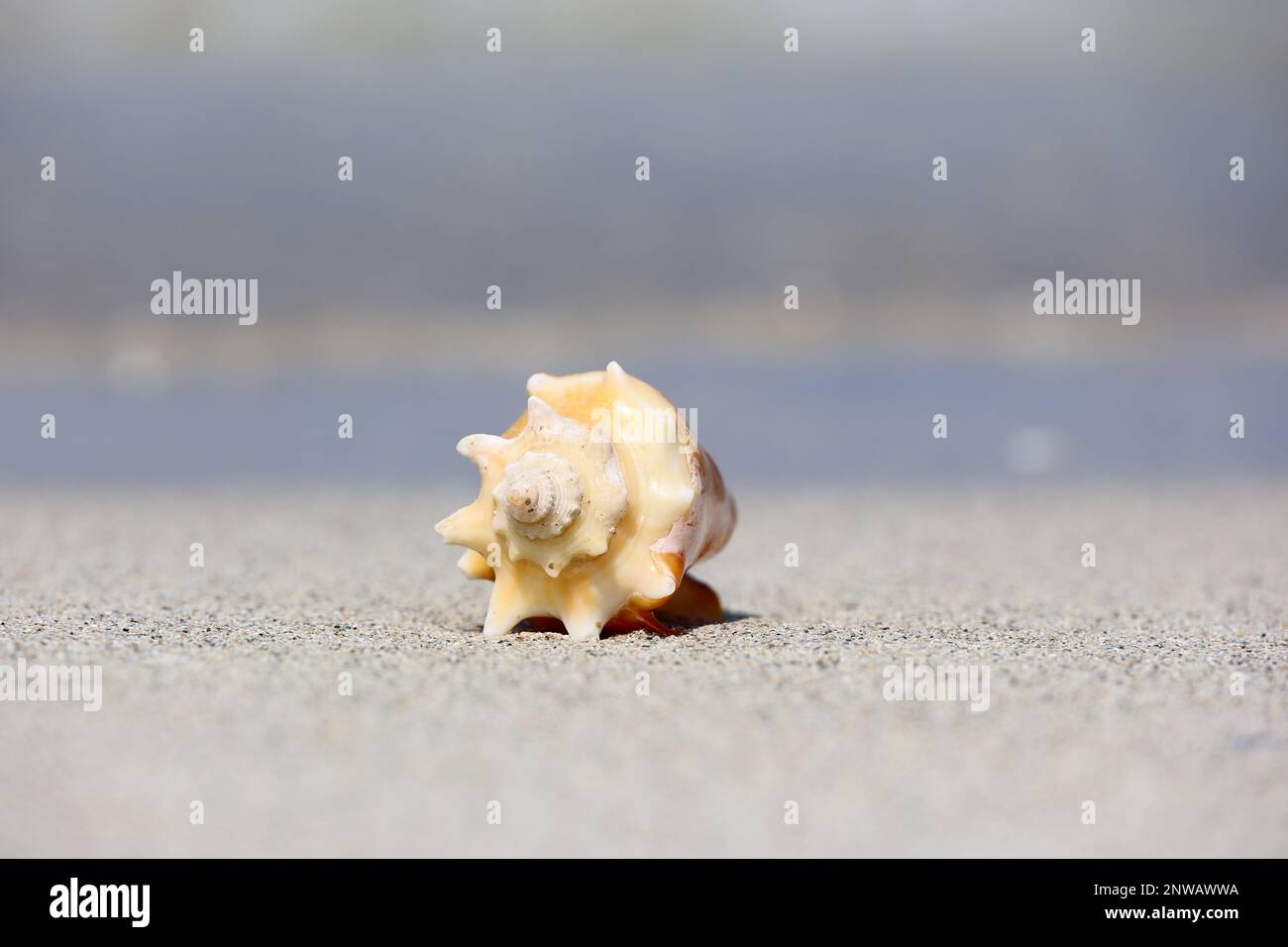 Seashell on the sand against the sea waves. Travel and beach vacation ...