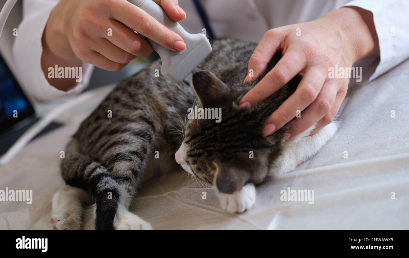 Female veterinarian making ultrasound diagnosis for cat in clinic Stock ...