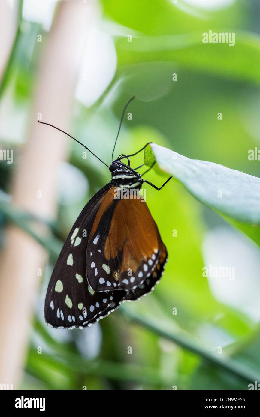 Close-Up of Golden Longwing (Heliconius Hecale) Butterfly Sitting under ...